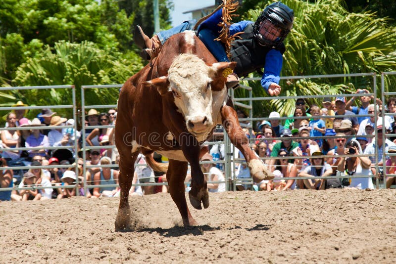Brave Little Boy Rides Bull Editorial Image - Image of rodeo, bull ...