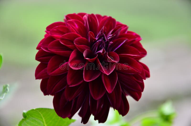 Brave stock photo. Image of dahlia, flower, shots, garden - 138763804