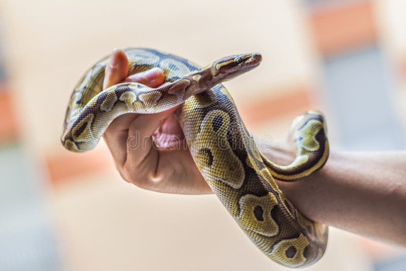 Brave man holding snake stock image. Image of nature - 72101089