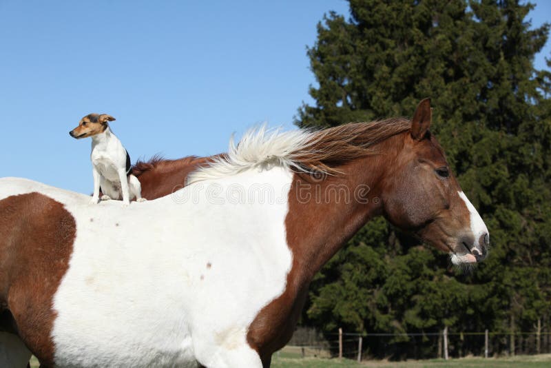 Horse back riding on trail stock photo. Image of people - 972378