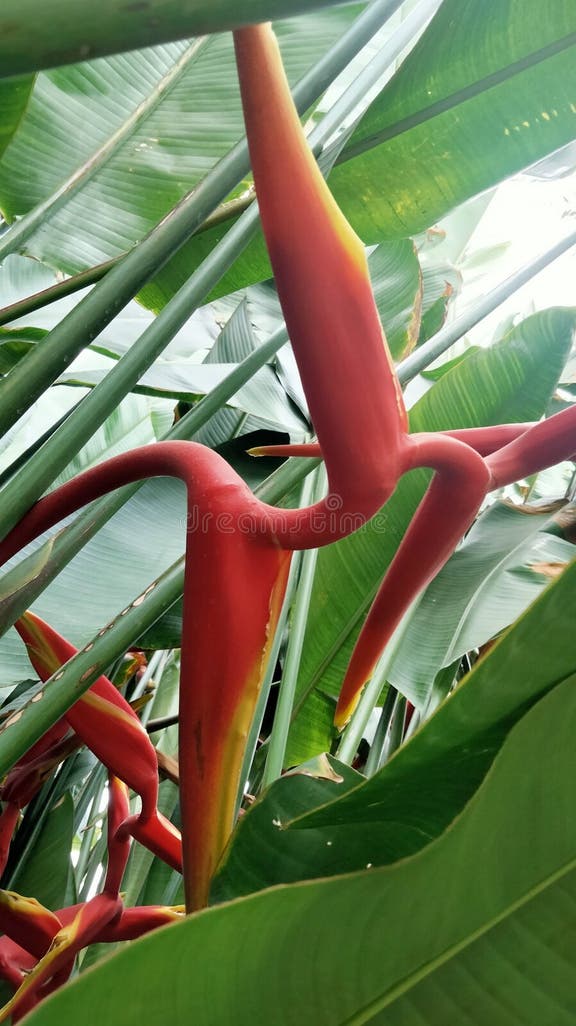 A Brave Red Flower stock photo. Image of tree, green - 229533148