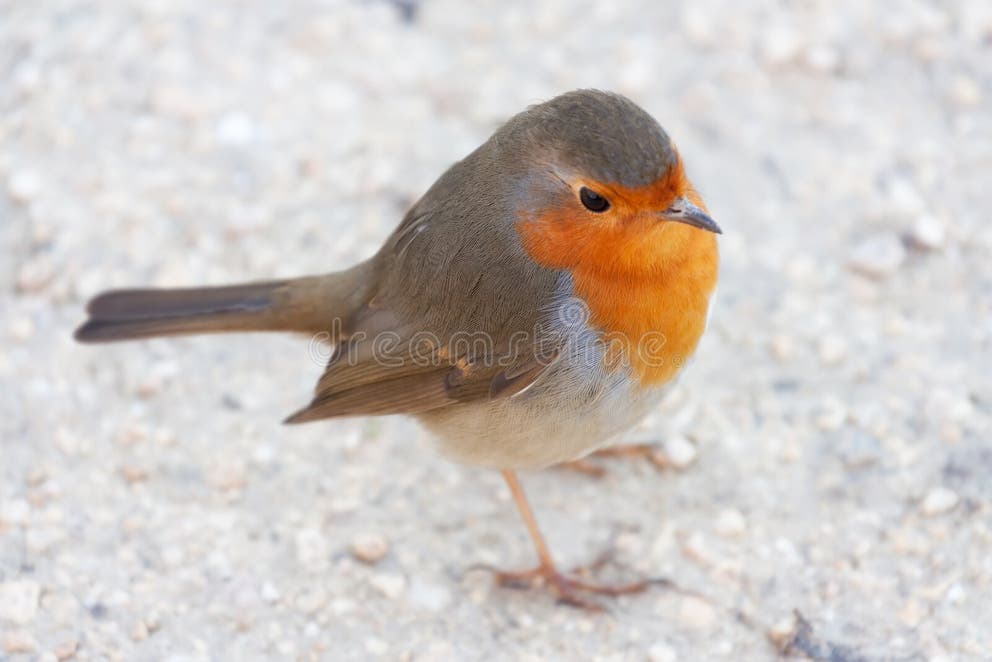 Brave robin stock photo. Image of front, standing, plume - 71876918