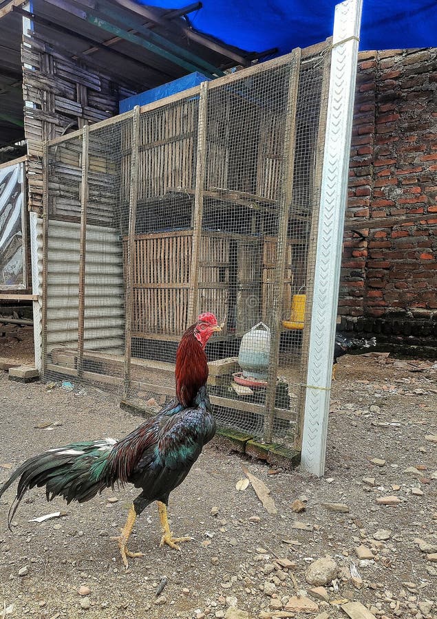 The Brave Rooster Acting As Gargoyle Stock Image - Image of black ...