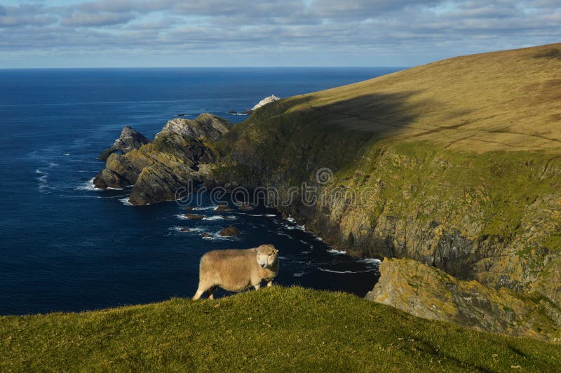 Brave sheep at the cliffs stock photo. Image of high - 82381422