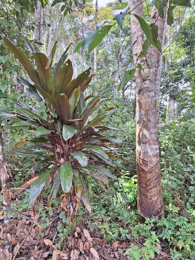 Brave Tree in the Middle of the Forest Stock Photo - Image of forest ...