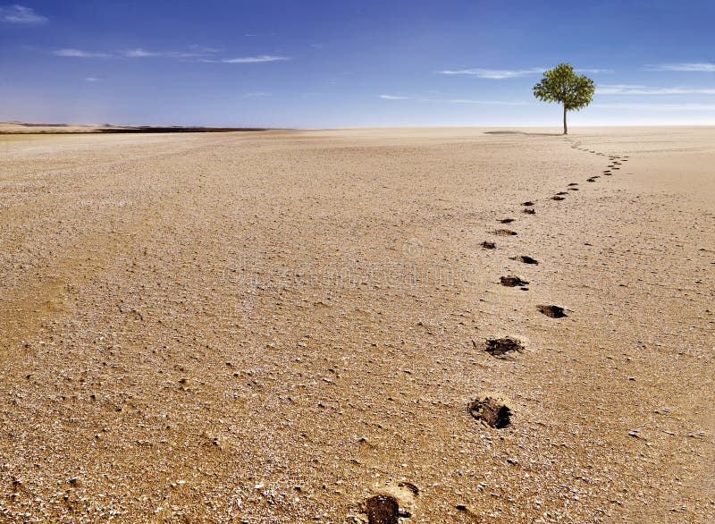 Brave Tree Standing Alone in the Desert Stock Photo - Image of scenery ...