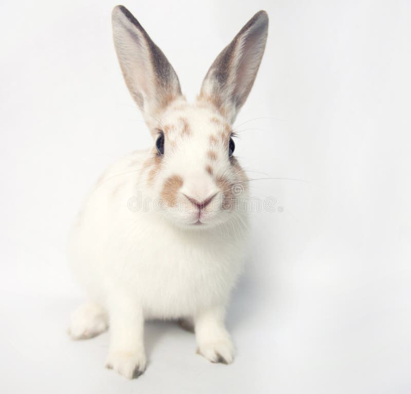 Brave White Baby Bunny with Huge Eyes on a White Backgroud Stock Photo ...