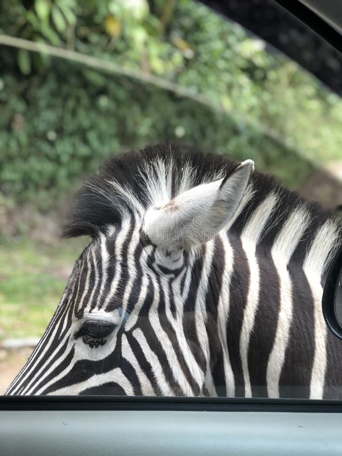 Zebra cross stock image. Image of brave, cross, safari - 200190831