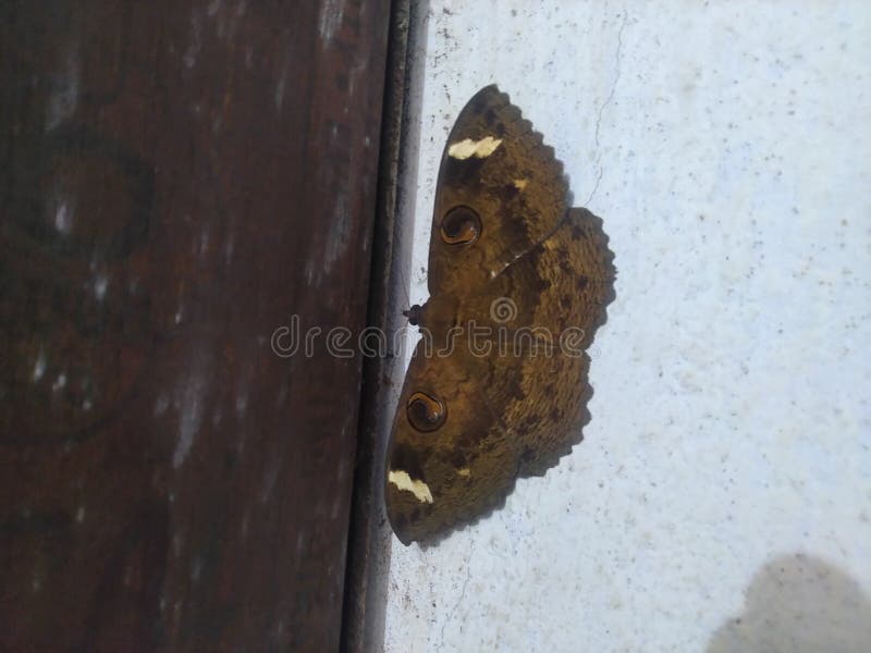 Brawn Butter Fly on the Wall Stock Image - Image of butter, wall: 201924091