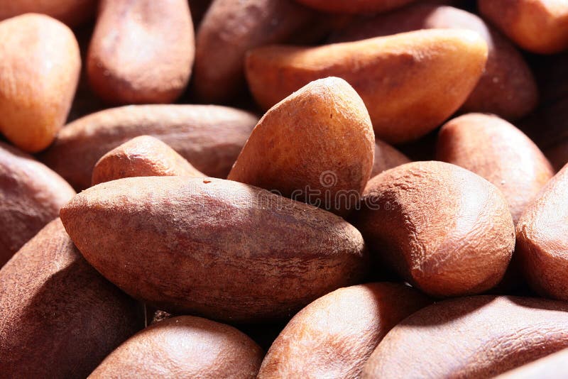Brazil Nut Picture. Image: 14964507