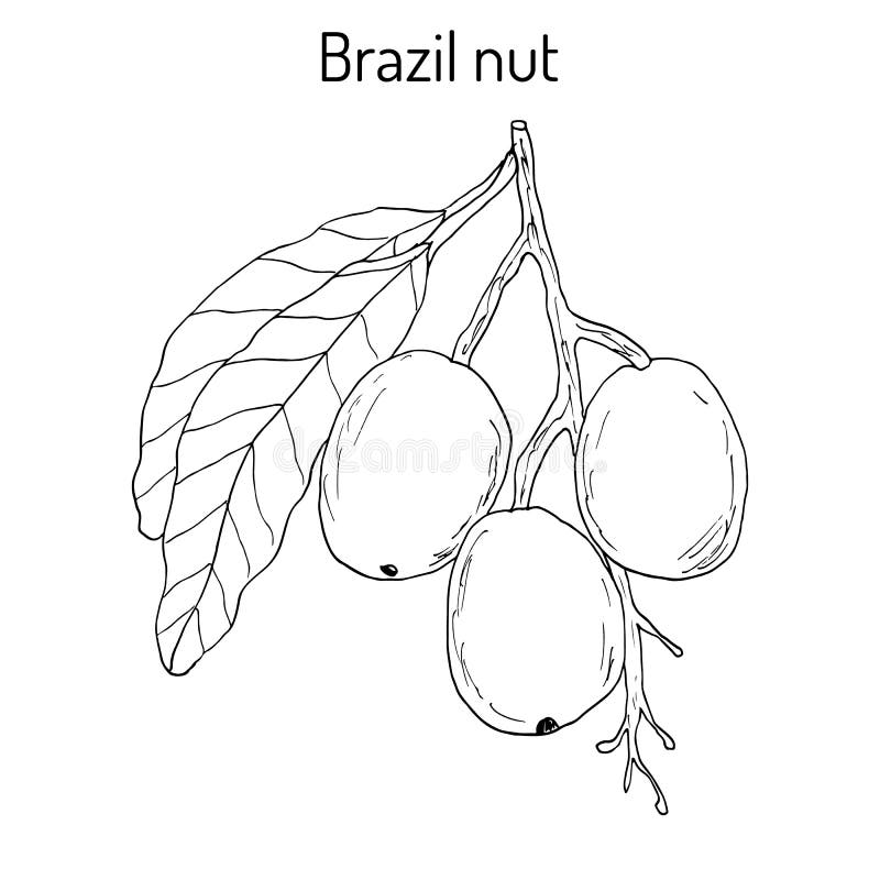 Brazilian Nut Tree Stock Illustrations – 88 Brazilian Nut Tree Stock ...