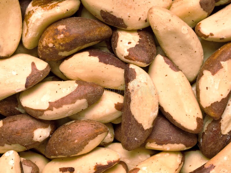 Brazil nut stock photo. Image of baked, vegetables, ingredients - 44753140