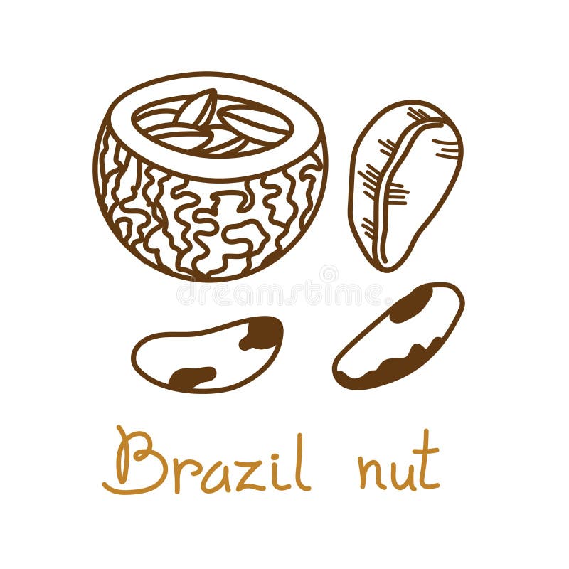 Brazil Nut Hand Drawn Graphics Element for Packaging Design of Nuts and ...