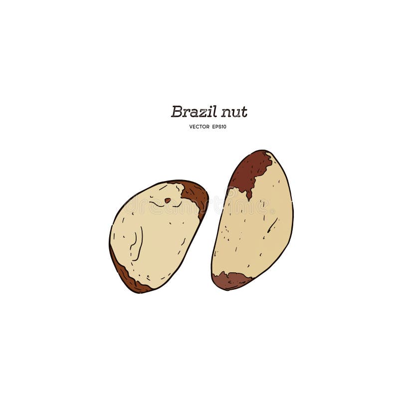 Brazil Nut Tree Stock Illustrations – 290 Brazil Nut Tree Stock ...