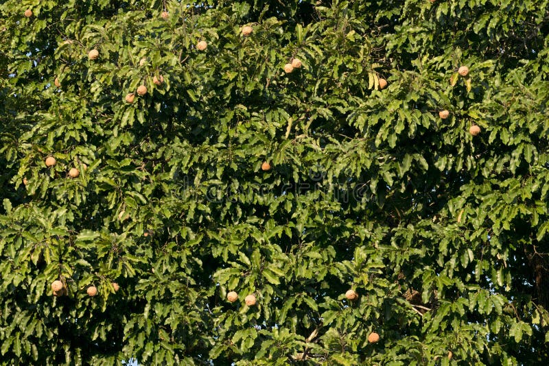 Brazil Nuts, Amazonian Rainforest, Amazonas State, Brazil Stock Photo ...