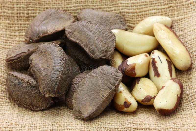 Brazil Nuts, in Shell ,and Shell Removal Stock Image - Image of seeds ...