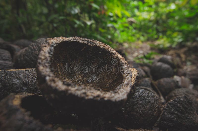 Brazil Nuts stock photo. Image of food, trees, shell - 56216848