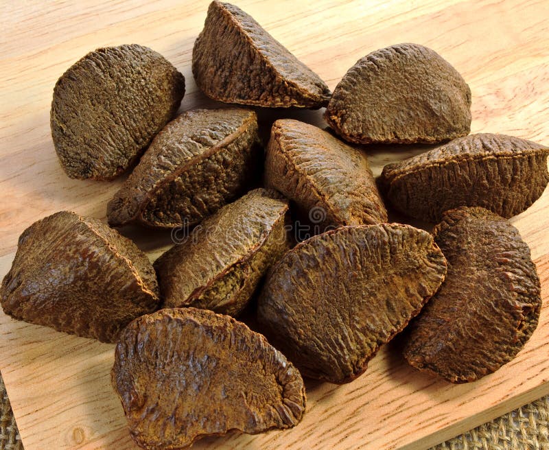 Brazil nuts stock photo. Image of tree, seeds, bertholletia - 28367746