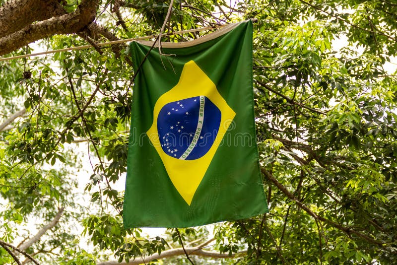 Brazil`s Flag. Brazilian Flag Hanging from a Tree Branch. Stock Photo ...