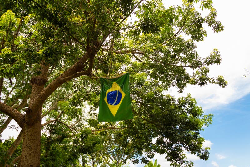Brazil`s Flag. Brazilian Flag Hanging from a Tree Branch. Stock Image ...