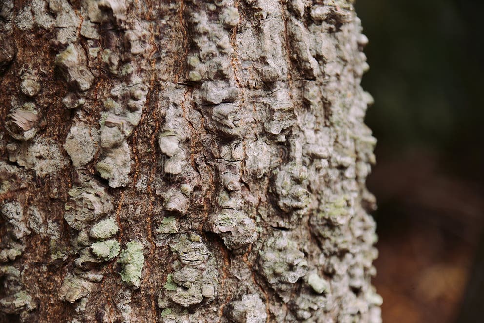 Brazil Tree Texture. Beautifully Textured Pattern of a Tropical Tree ...