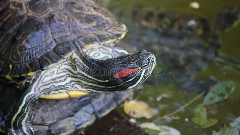 The Brazilian Turtle is Also Known As the Red-ear Slider Stock Footage ...