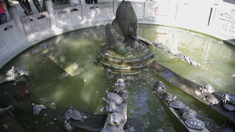 The Brazilian Turtle is Also Known As the Red-ear Slider Stock Footage ...