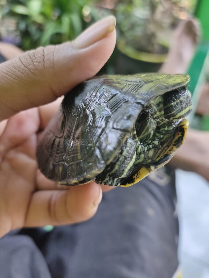 Brazil Turtle Which is Shy when Held Stock Photo - Image of turtle ...