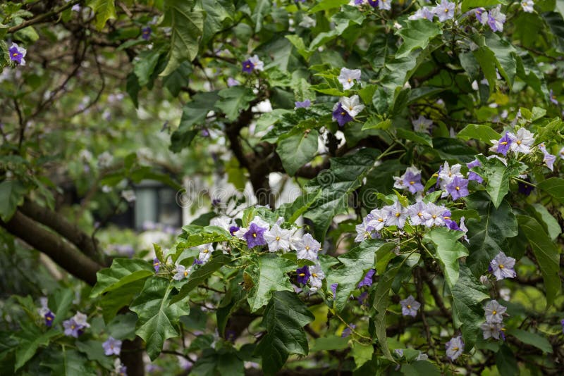 Brazilean Blue Potato Tree, Solanum Wrightii Stock Image - Image of ...