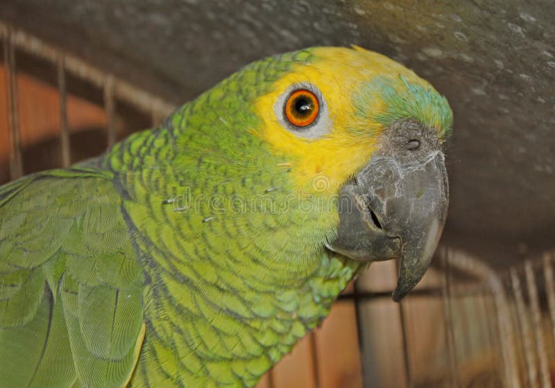 Braziliaanse Groene Papegaai Stock Afbeelding - Image of rood, papegaai ...