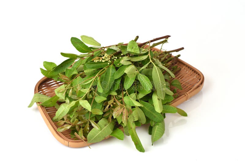 Braziliaanse Peper-Boom (Schinus-terebinthifolius) Stock Foto - Image ...