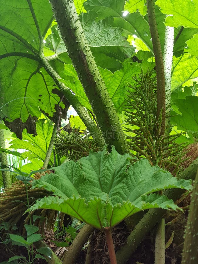 Reuze Rabarber, Blad Met Structuren Stock Foto - Image of foto ...