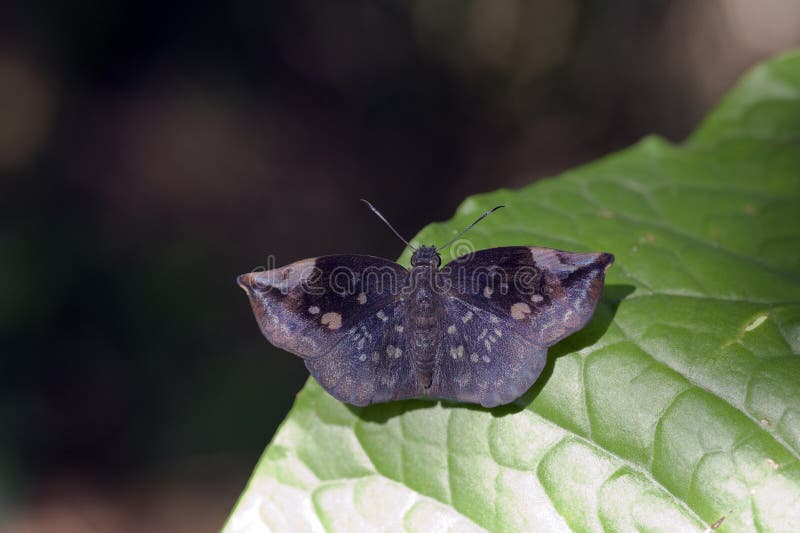Braziliaanse Die Vlinder Strymon Basilides in Atlantisch Ra Wordt ...