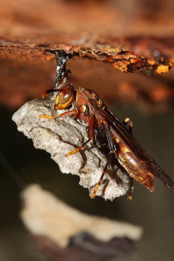 Braziliaanse wesp stock afbeelding. Image of kwestie - 11263795
