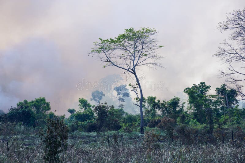 Brazilian Amazon Burning Burning Stock Photo - Image of rainforest ...