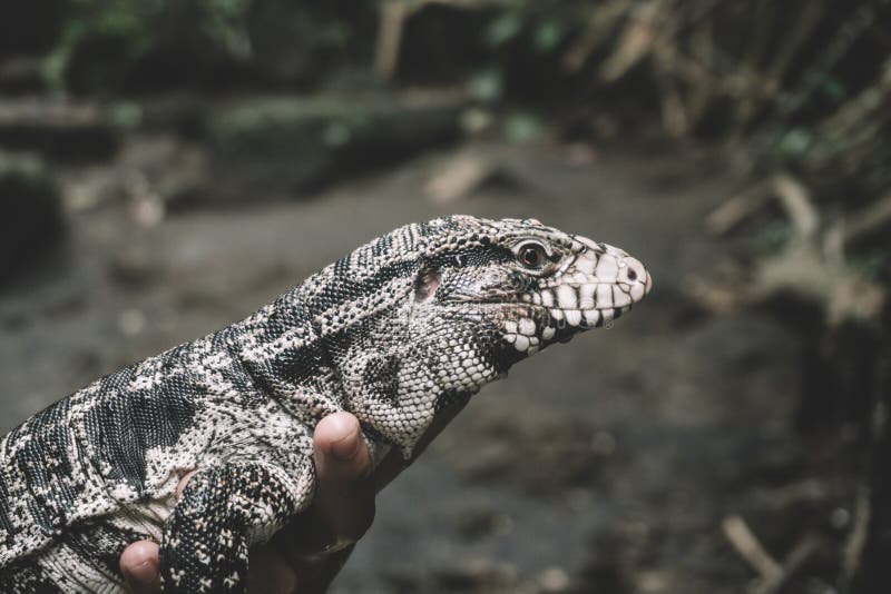 Brazilian Big Lizard. this Animal is Very Common in Brazilian Forests ...
