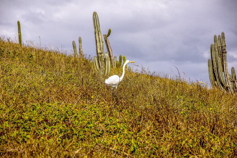 Brazilian birds outdoors stock image. Image of everglades - 129763847