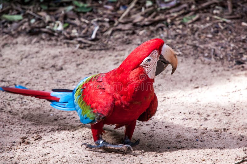 Brazilian birds stock photo. Image of colourful, brazil - 50910186