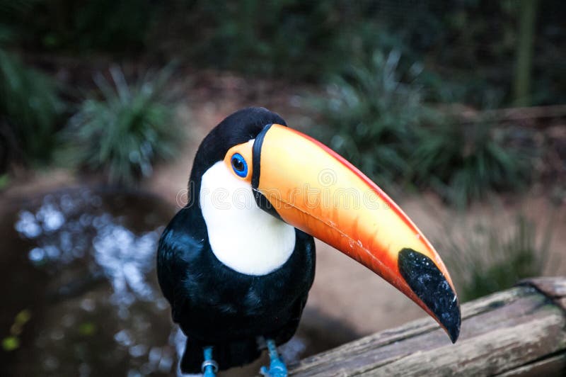 Brazilian birds stock image. Image of beautiful, bright - 50910269