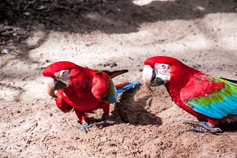 Brazilian birds stock image. Image of brazilian, animal - 50910343