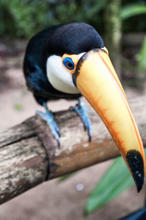 Brazilian birds stock image. Image of hummingbird, blue - 50910393