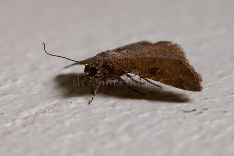 Brazilian brown moth stock photo. Image of wildlife - 198646896