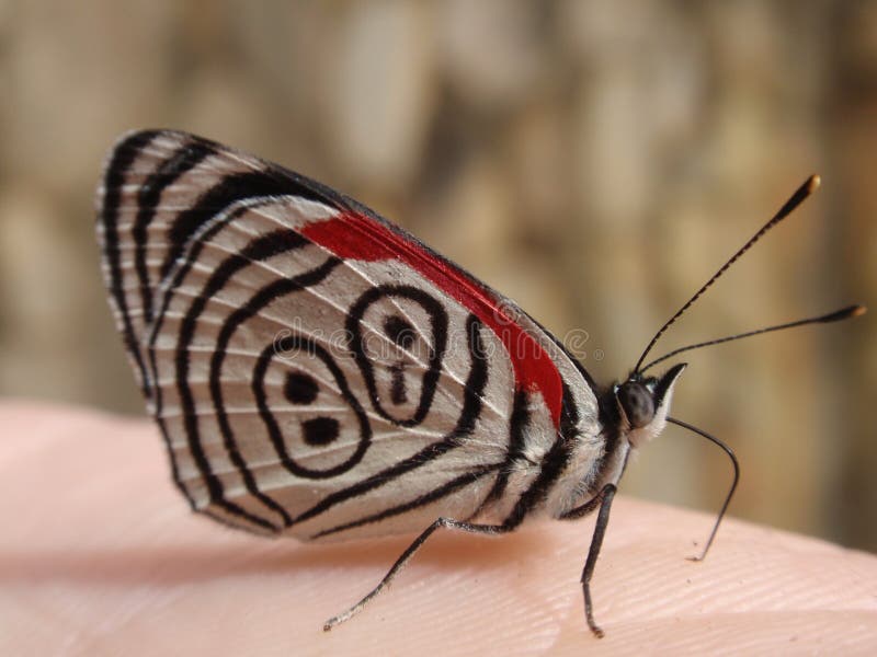 Brazilian butterfly stock photo. Image of white, painting - 13785080
