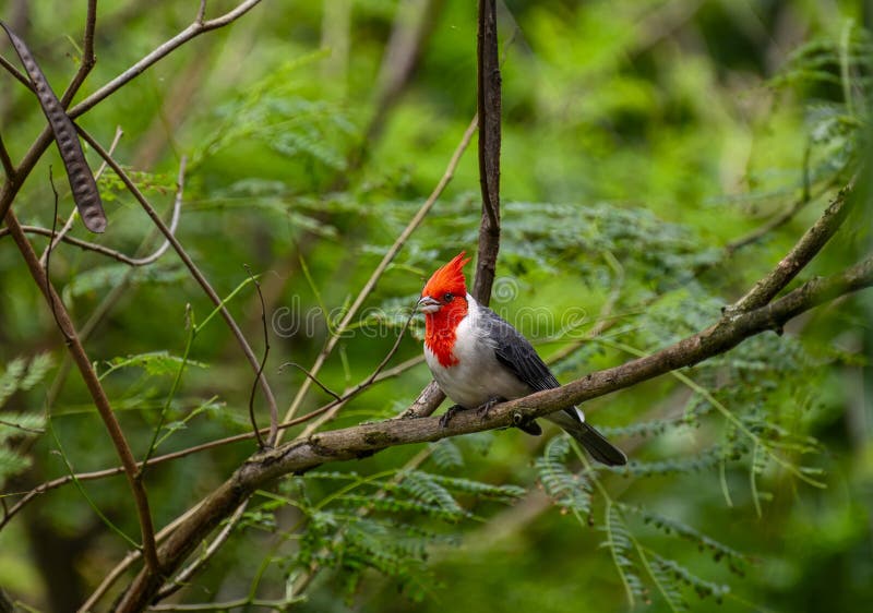 A Brazilian Cardinal Resting on a Limb Stock Photo - Image of service ...