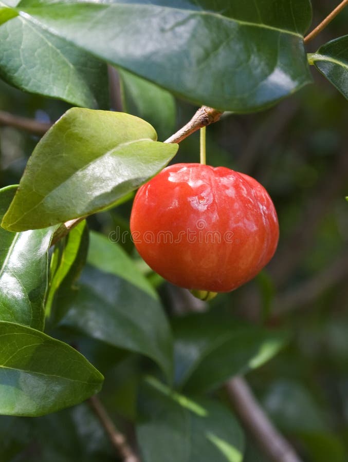 Brazilian Cherry (Pitanga) on Tree Stock Image - Image of ribbed ...