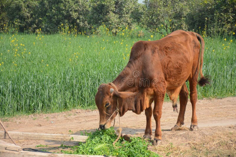 Brazilian Cow Grass Eating a Cow Stock Photo - Image of eating, green ...