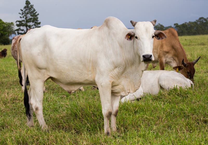 Brazilian Cows on a Pasture Stock Photo - Image of head, agribusiness ...