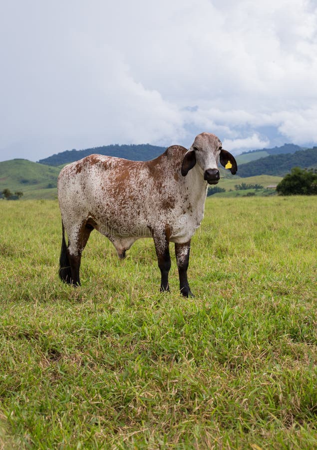 Brazilian Cows on a Pasture Stock Photo - Image of beef, farm: 74146422