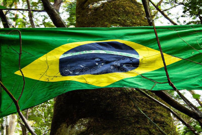 Brazilian Flag in Rain Forest Stock Illustration - Illustration of ...