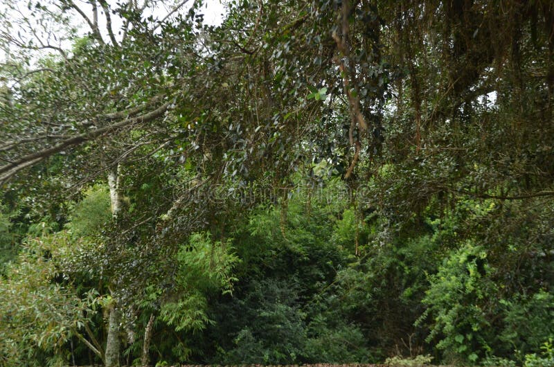 Brazilian Forest with Trees and Green Leaves Stock Image - Image of ...